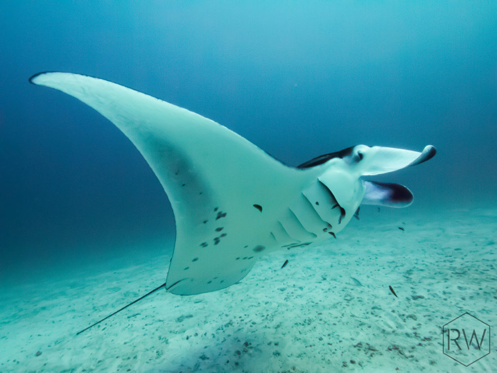 Rochen Malediven: Schnorchel- und Tauchführer